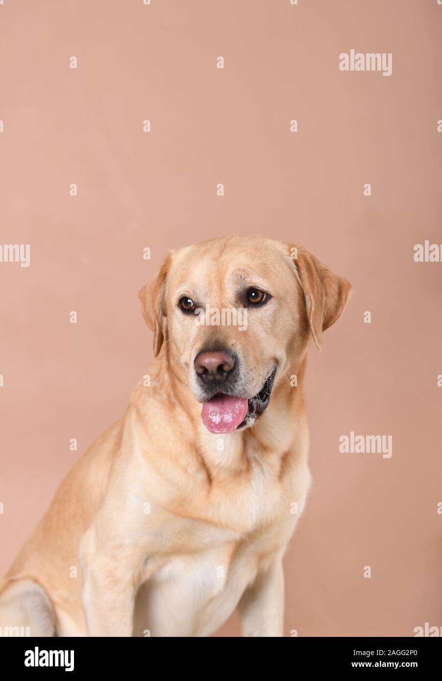 Golden Labrador sitting down and looking happy Stock Photo - Alamy