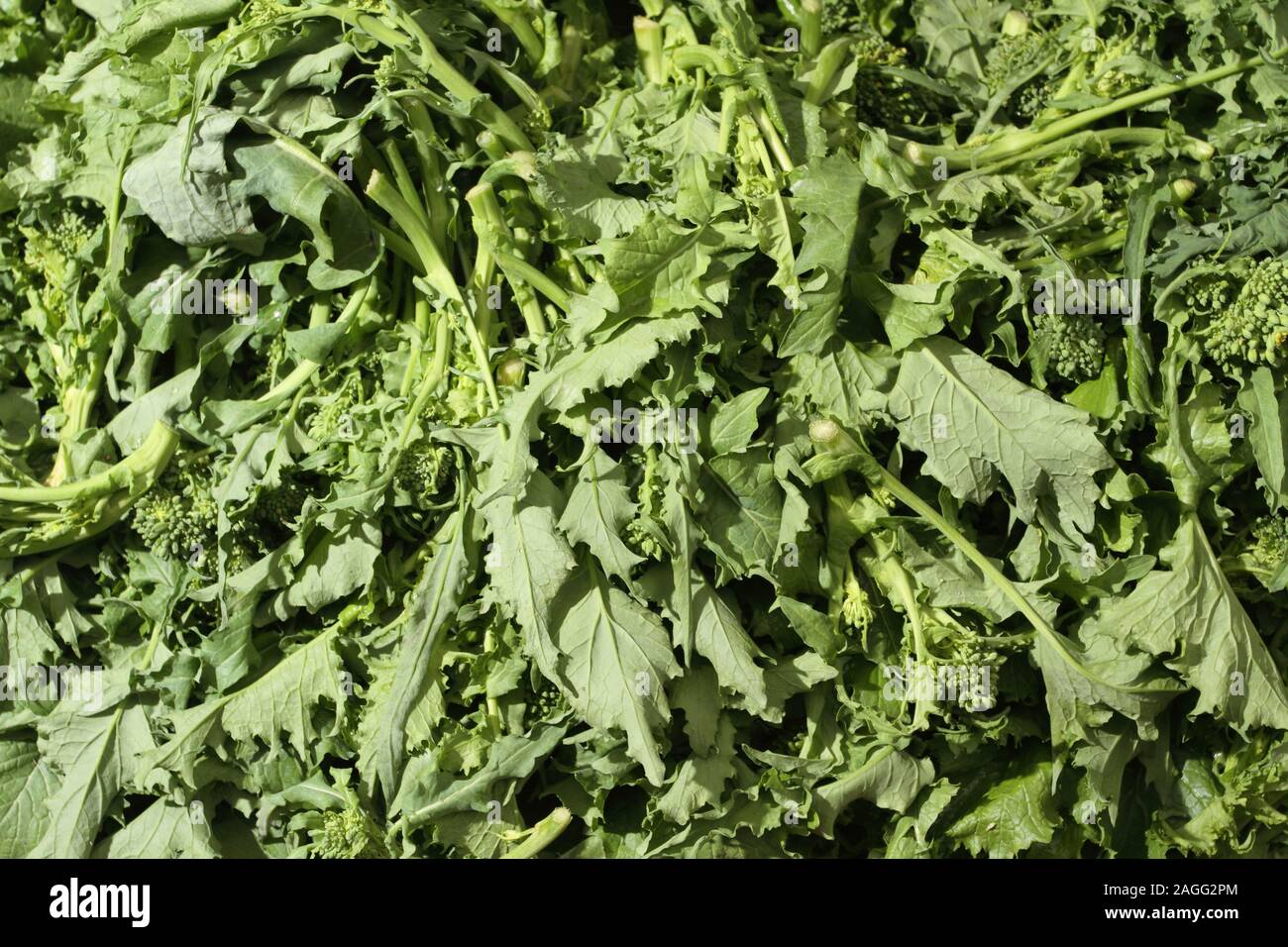 turnip greens for sale on the grocery store's bank Stock Photo - Alamy