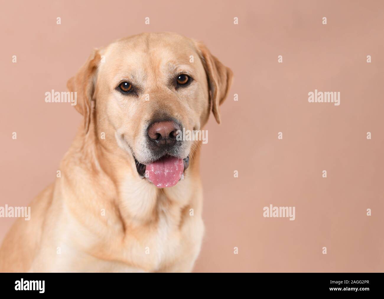 Golden Labrador sitting down and looking happy Stock Photo - Alamy