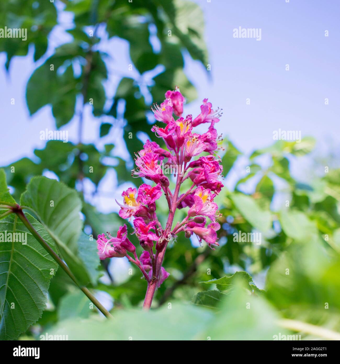Pink chestnut tree blossoms Stock Photo - Alamy