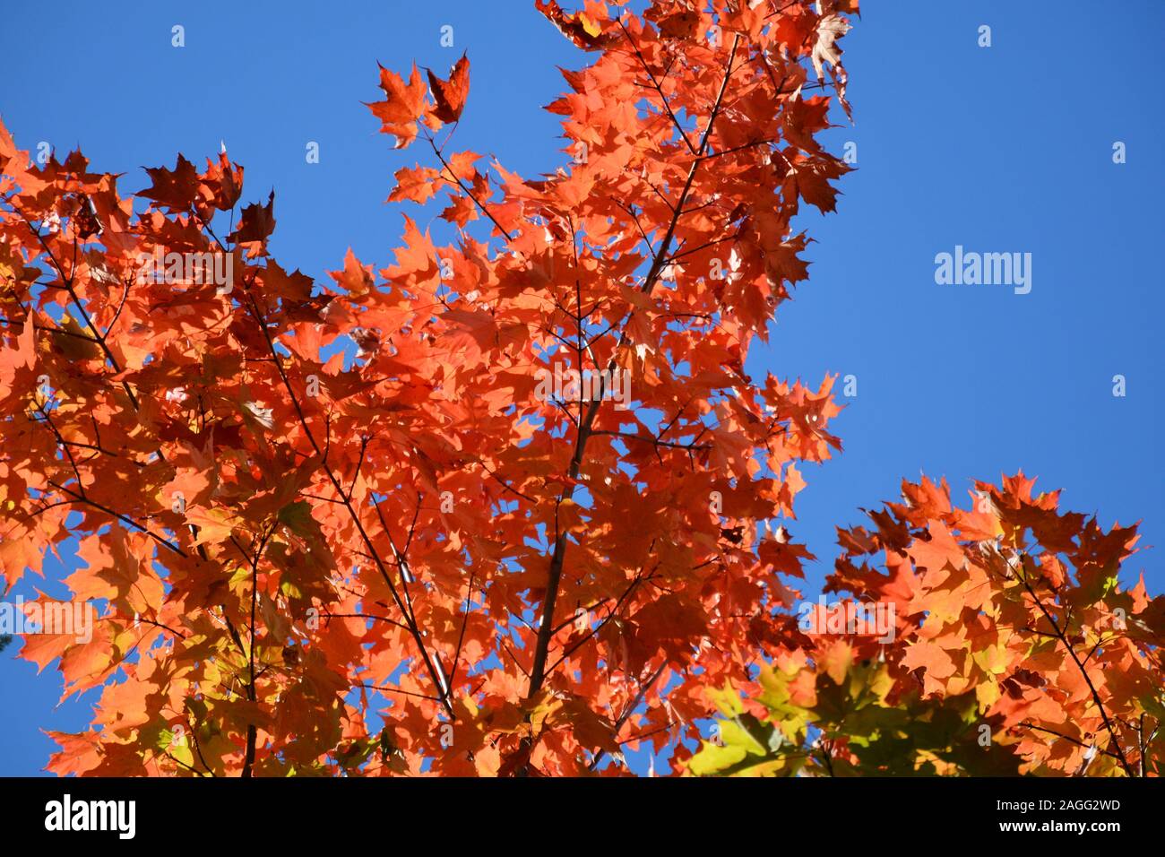 Trees and their canopy in Northern Ontario autumn Stock Photo - Alamy