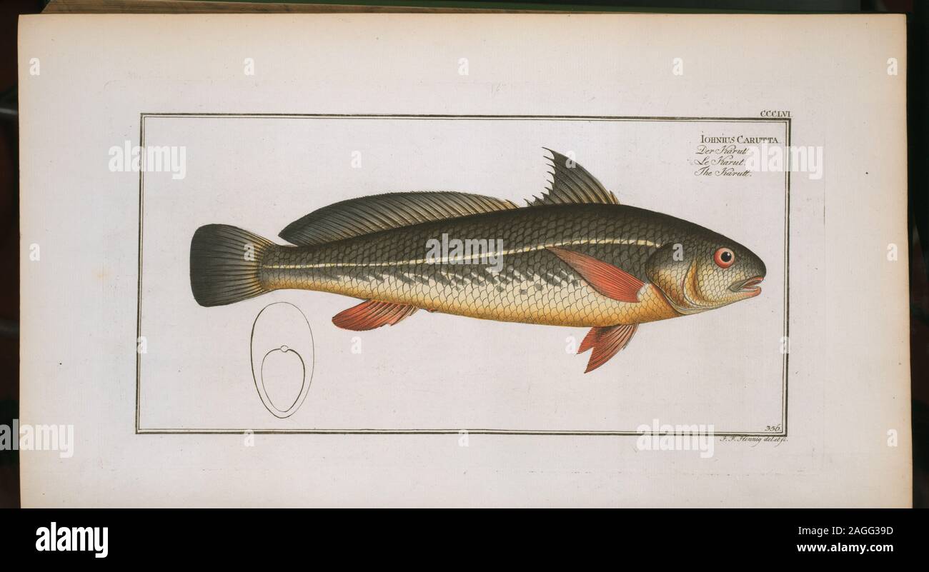 Johnius hi-res stock photography and images - Alamy