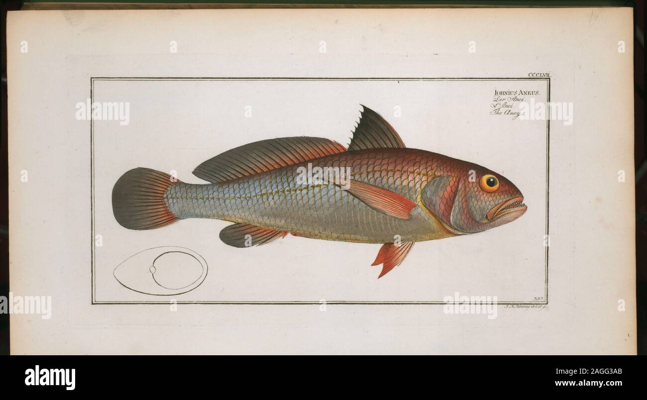 Johnius hi-res stock photography and images - Alamy