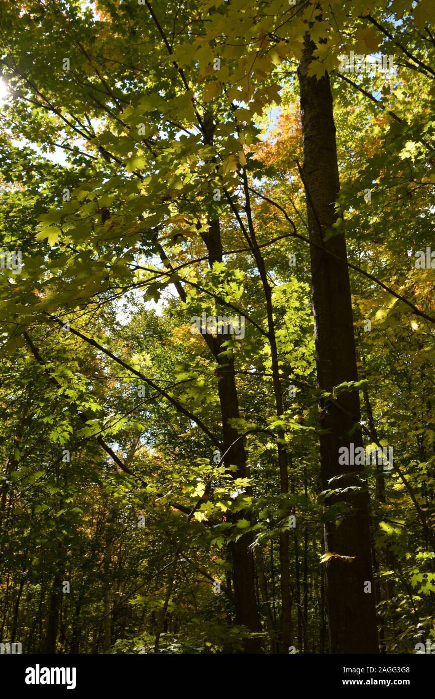 Northern Ontario forest, dark trees and late summer foliage Stock Photo ...