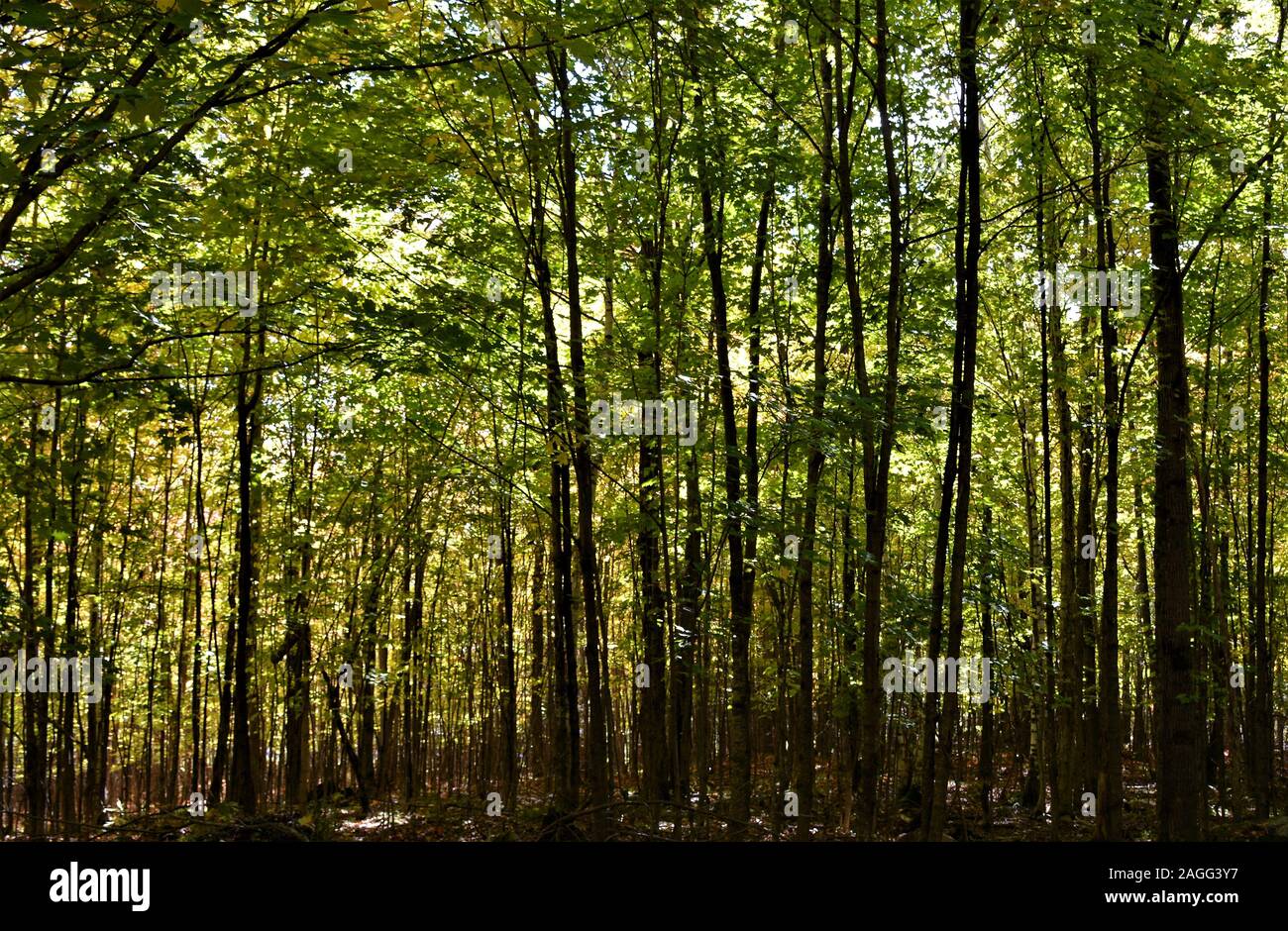 Northern Ontario forest, dark trees and late summer foliage Stock Photo ...
