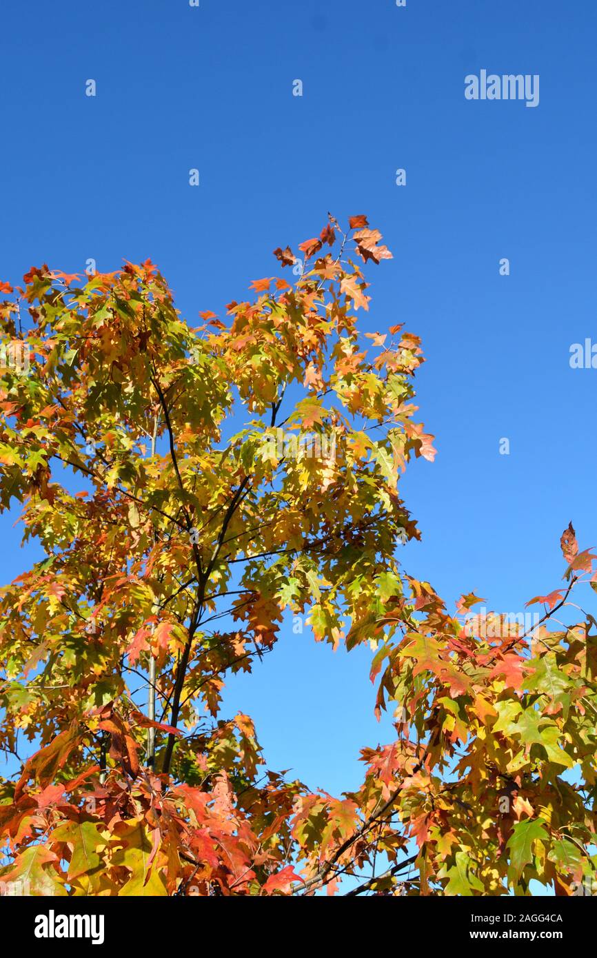Trees and their canopy in Northern Ontario autumn Stock Photo - Alamy