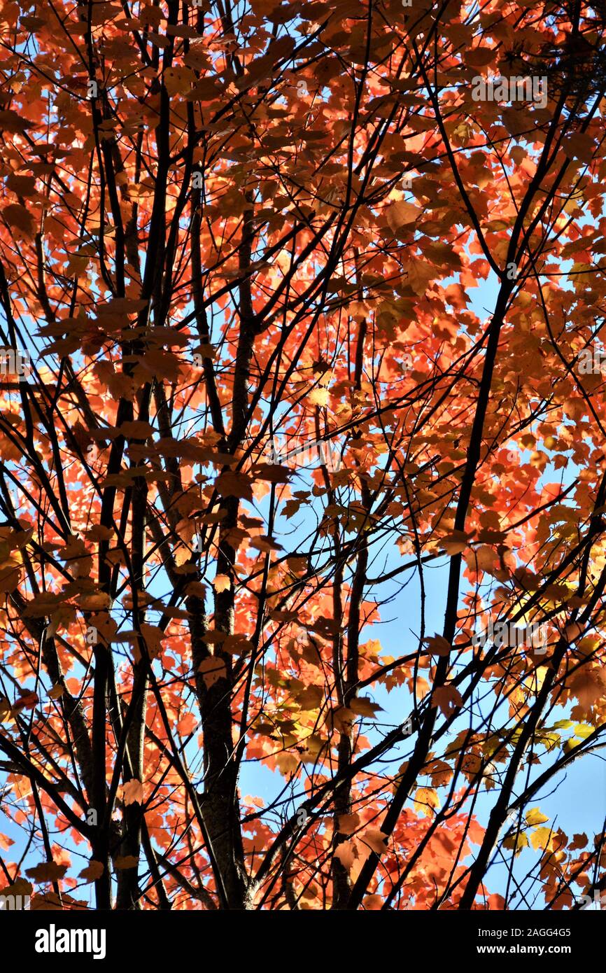 Co0lourful canopy hi-res stock photography and images - Alamy