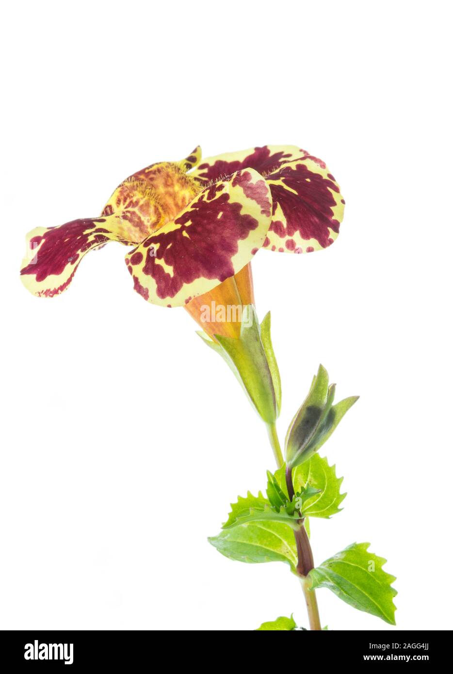 isolated flower of mimulus on white background Stock Photo - Alamy