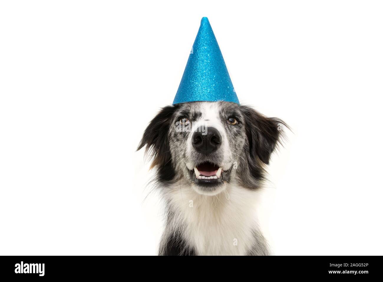 happy border collie dog wearing a blue party hat. New year, carnival or ...