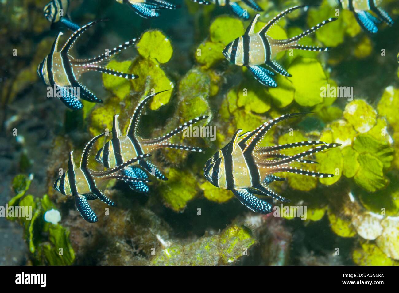 Banggai cardinalfish [Pterapogon kauderni] with Green Algae [Halimeda ...