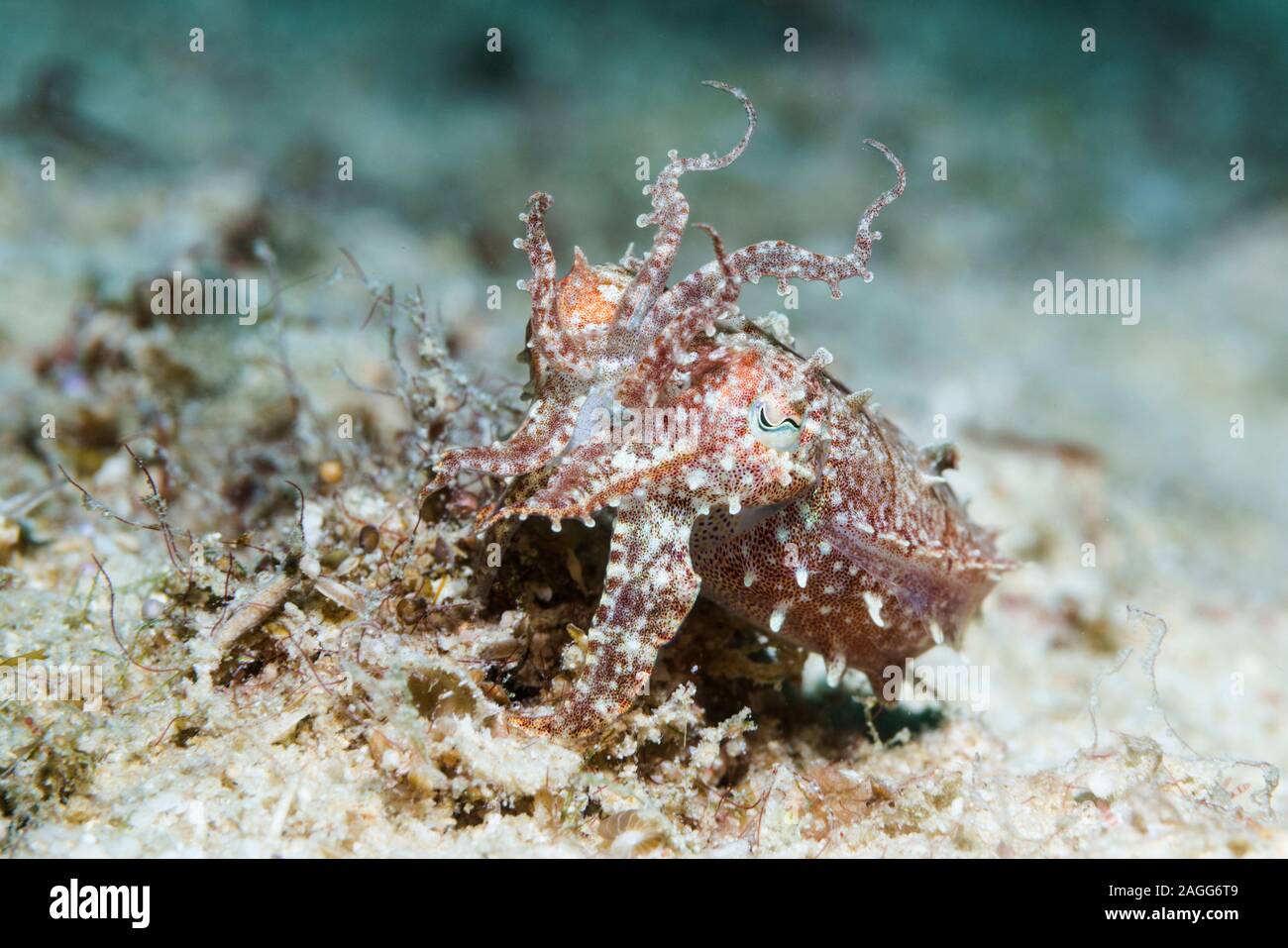 Sepia sp 1 hi-res stock photography and images - Alamy