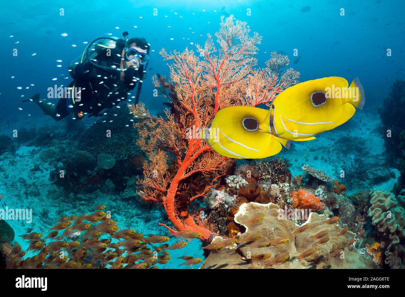 Male scuba diver with Bennett's butterflyfish (Chaetodon benetti), a ...