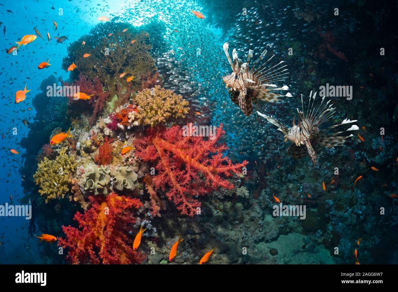 Red coral perch hi-res stock photography and images - Alamy