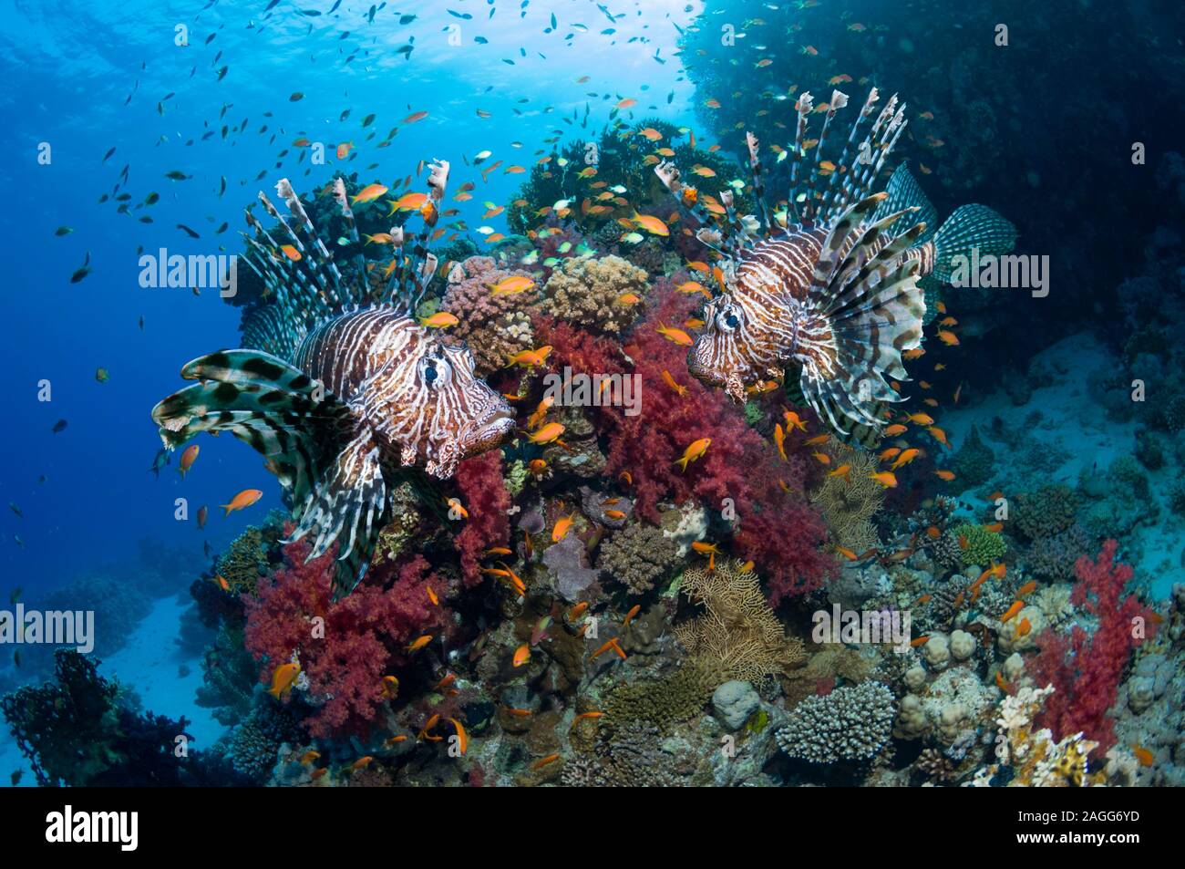 Red Sea lionfish or Turkeyfish over coral reef with soft corals Stock ...