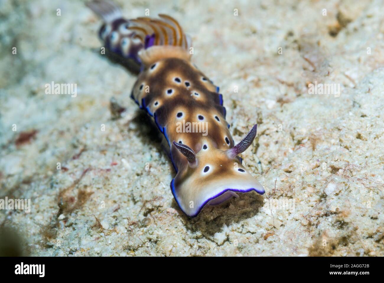 Nudibranch - Hypselodoris tryoni [before Risbecia tryoni]. Exhibit ...