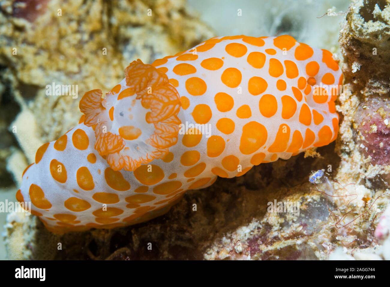 Orange spotted gymnodoris nudibranch hi-res stock photography and ...
