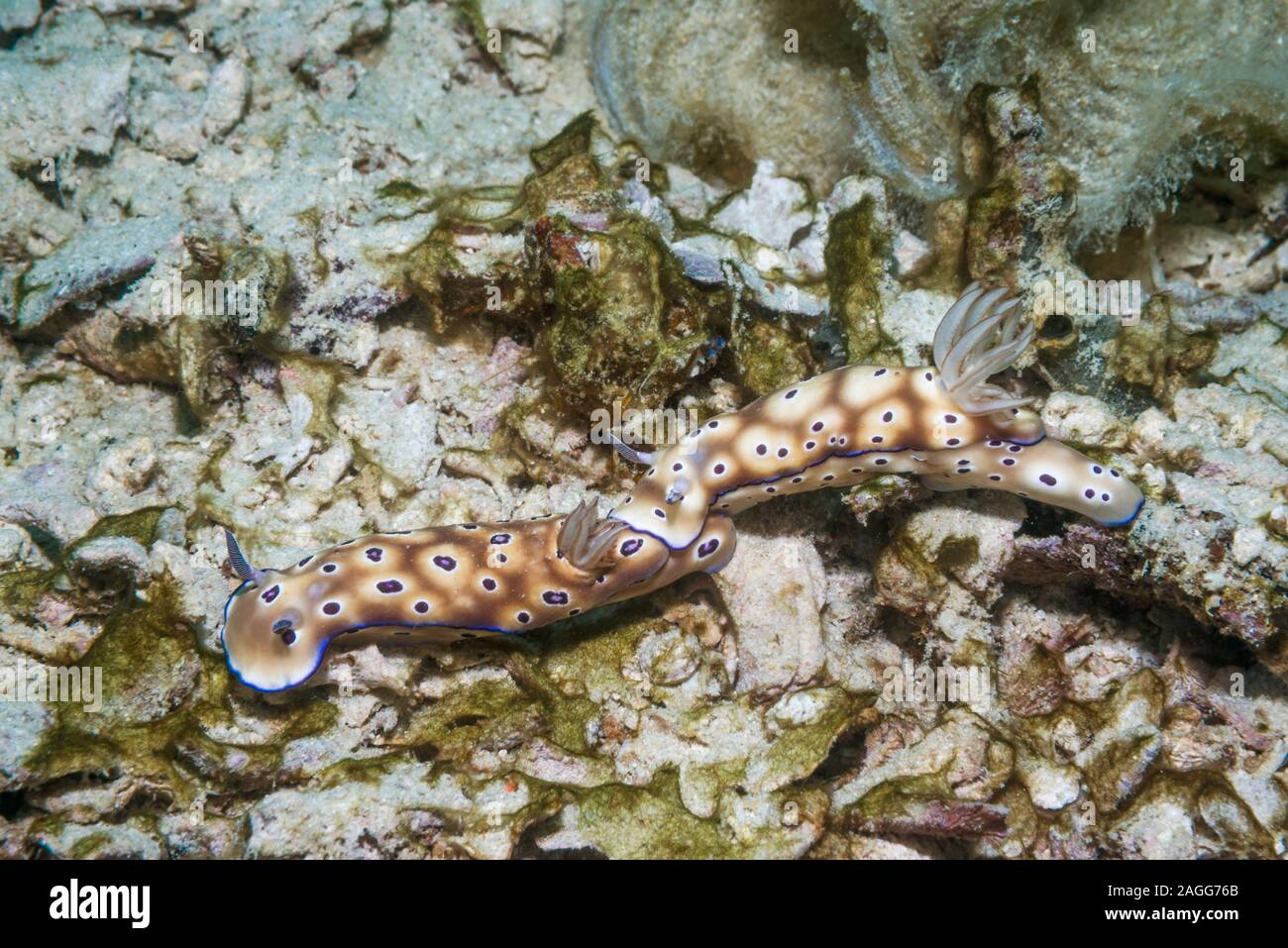 Nudibranch - Hypselodoris tryoni [before Risbecia tryoni]. Exhibit ...