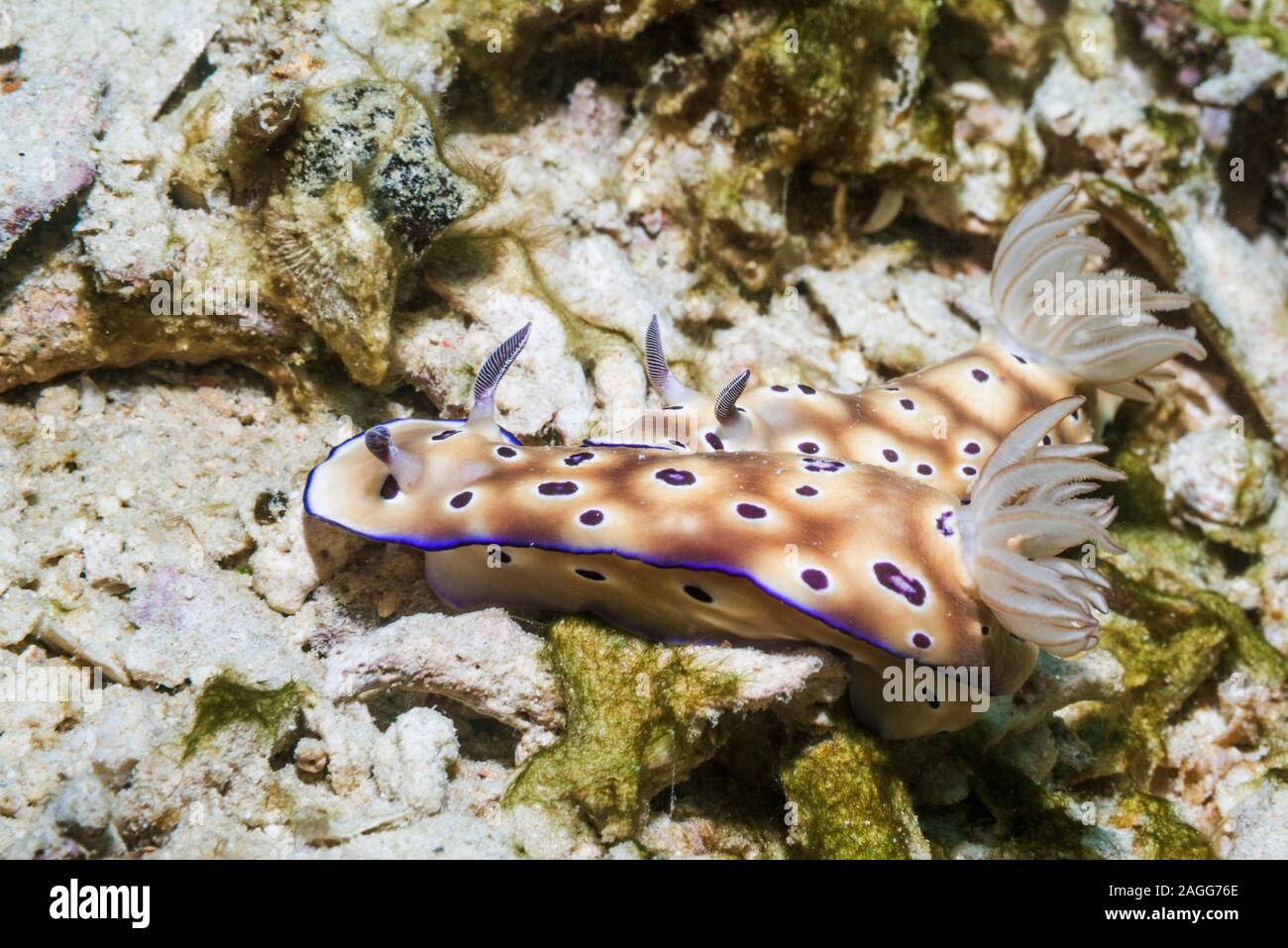 Risbecia tryoni hi-res stock photography and images - Alamy