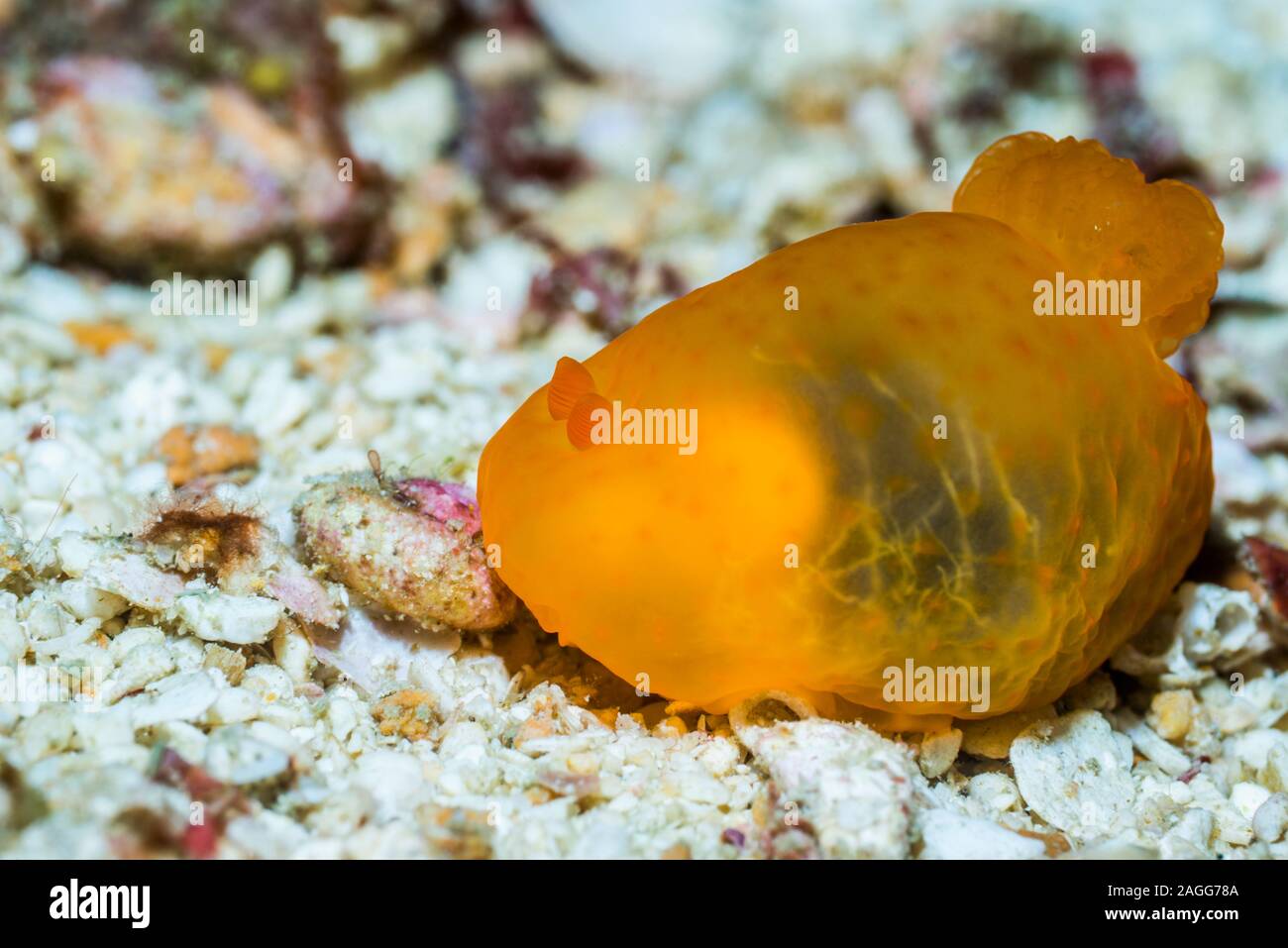 Inornata hi-res stock photography and images - Alamy