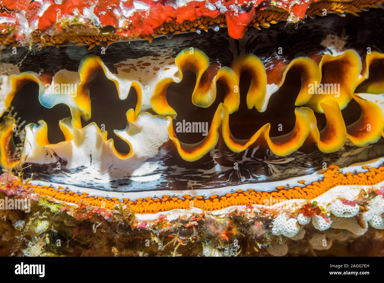 Spondylus varians hi-res stock photography and images - Alamy