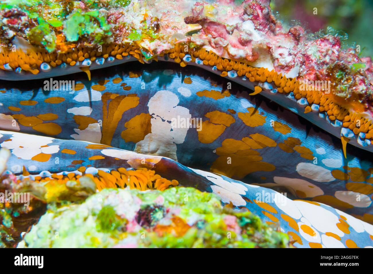 Spondylus spondylidae hi-res stock photography and images - Alamy