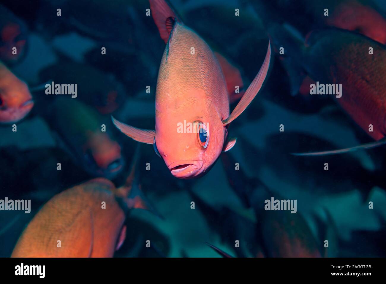 School of slender pinjalo fish hi-res stock photography and images - Alamy