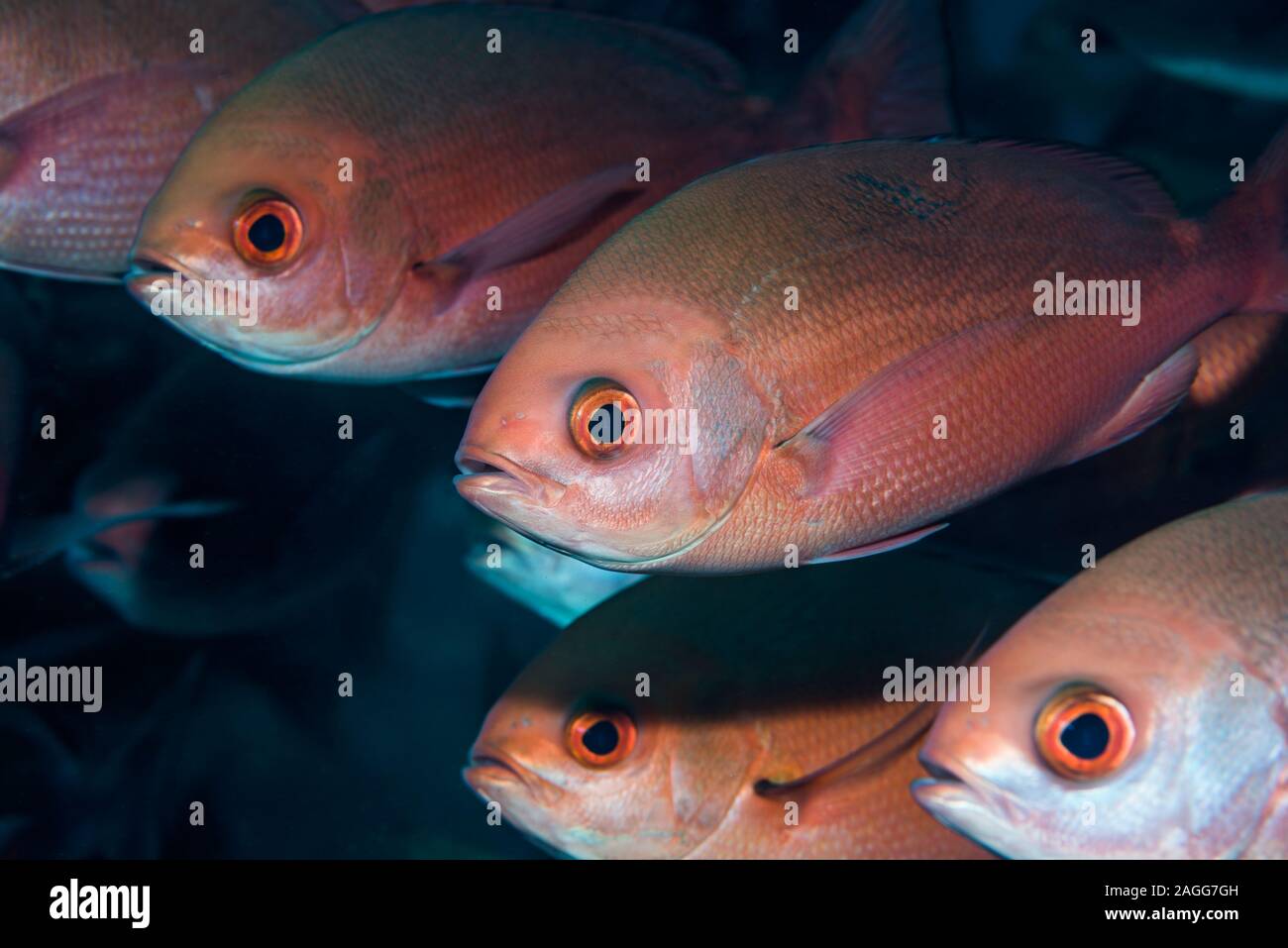 Schooling Pinjalo Snapper [Pinjalo lewis]. West Papua, Indonesia. Indo ...