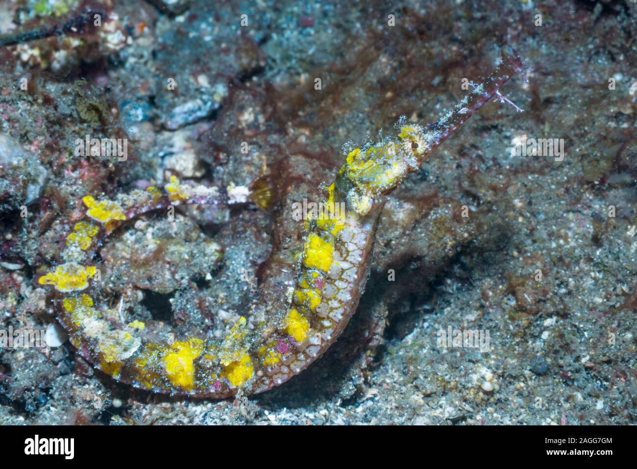 Ornate pipefish hi-res stock photography and images - Alamy