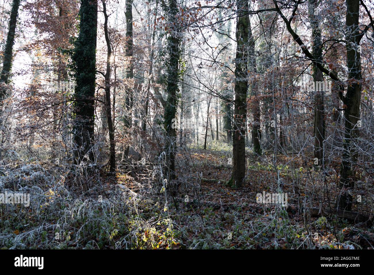 Light snow cover in German forest with light rays Stock Photo - Alamy
