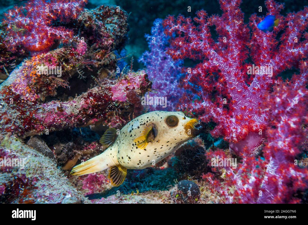 Blackspotted puffer (Arothron nigropunctatus) with soft corals ...