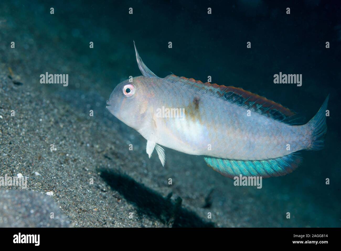 Whiteblotch razor wrasse hi-res stock photography and images - Alamy
