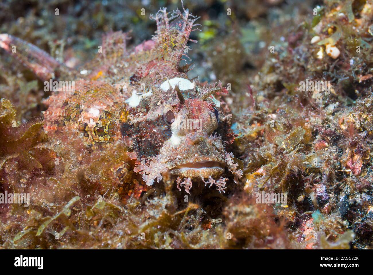 Pacific rockfish hi-res stock photography and images - Alamy