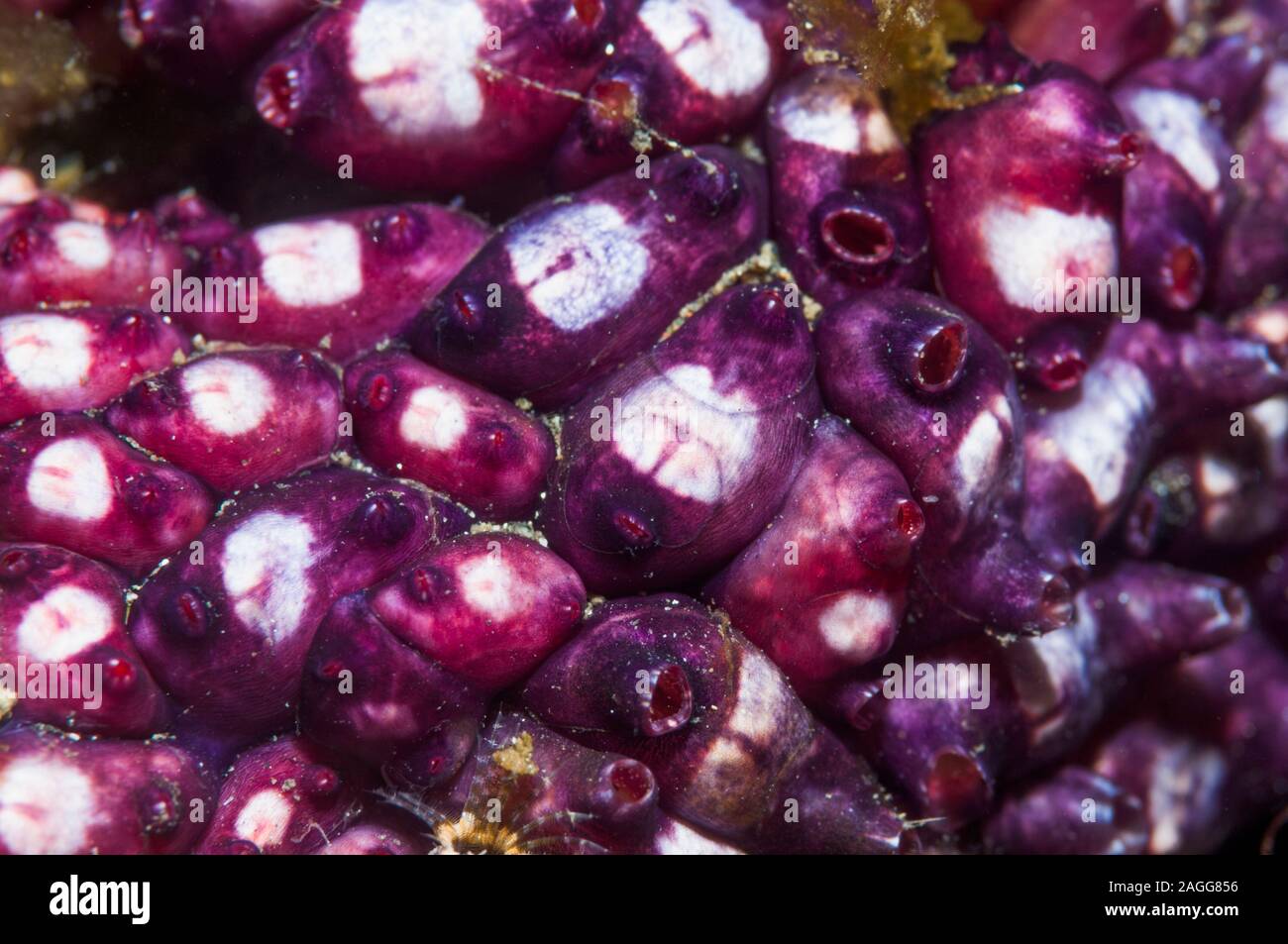 Eusynstyela misakiensis hi-res stock photography and images - Alamy
