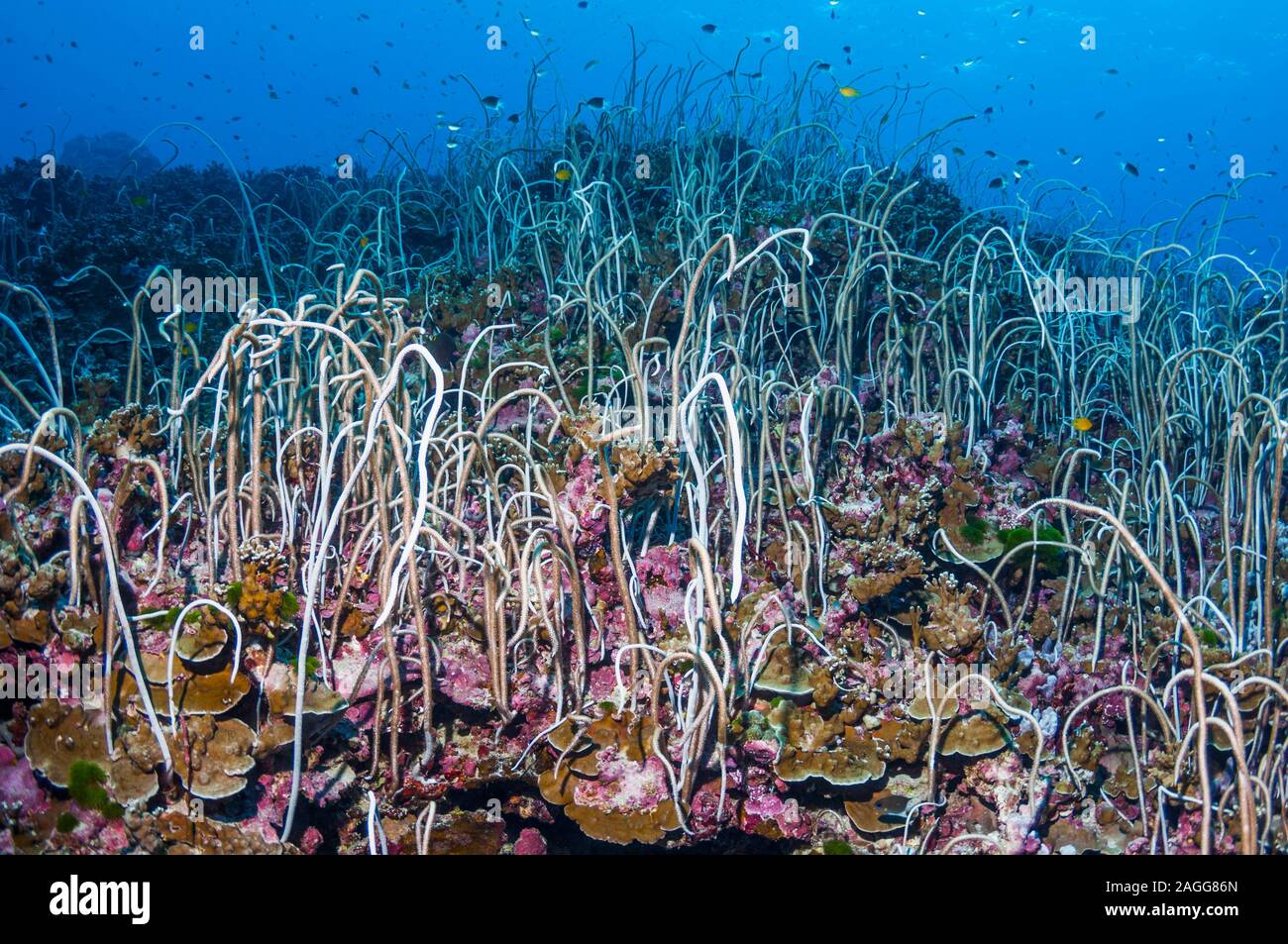 Gorgonian whips hi-res stock photography and images - Alamy