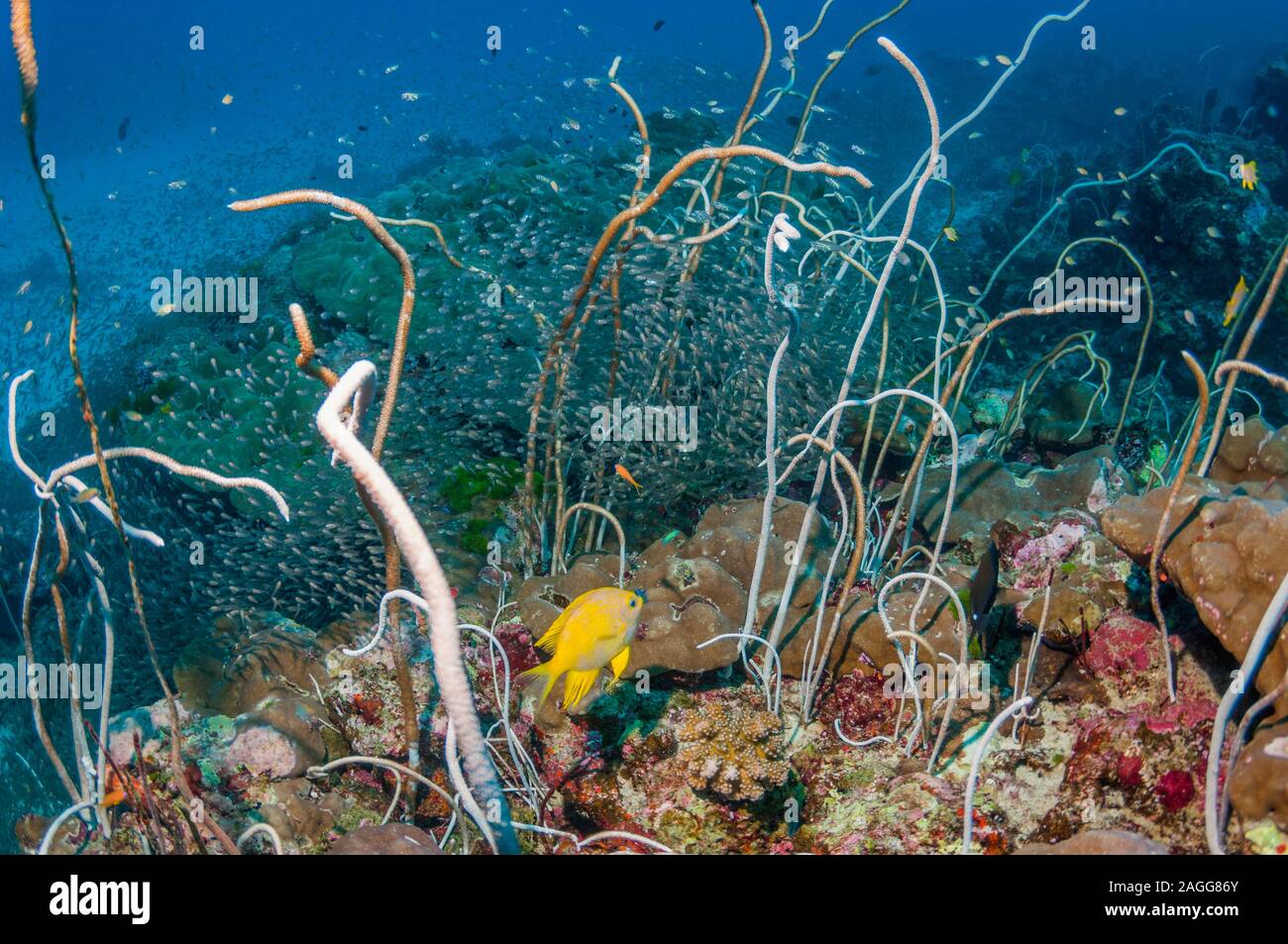 Gorgonian whips hi-res stock photography and images - Alamy