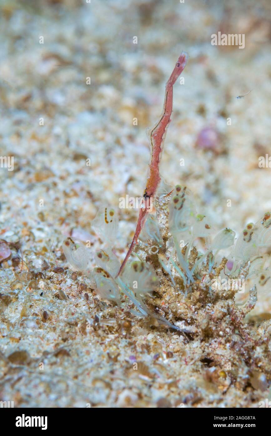 Broken back hi-res stock photography and images - Alamy