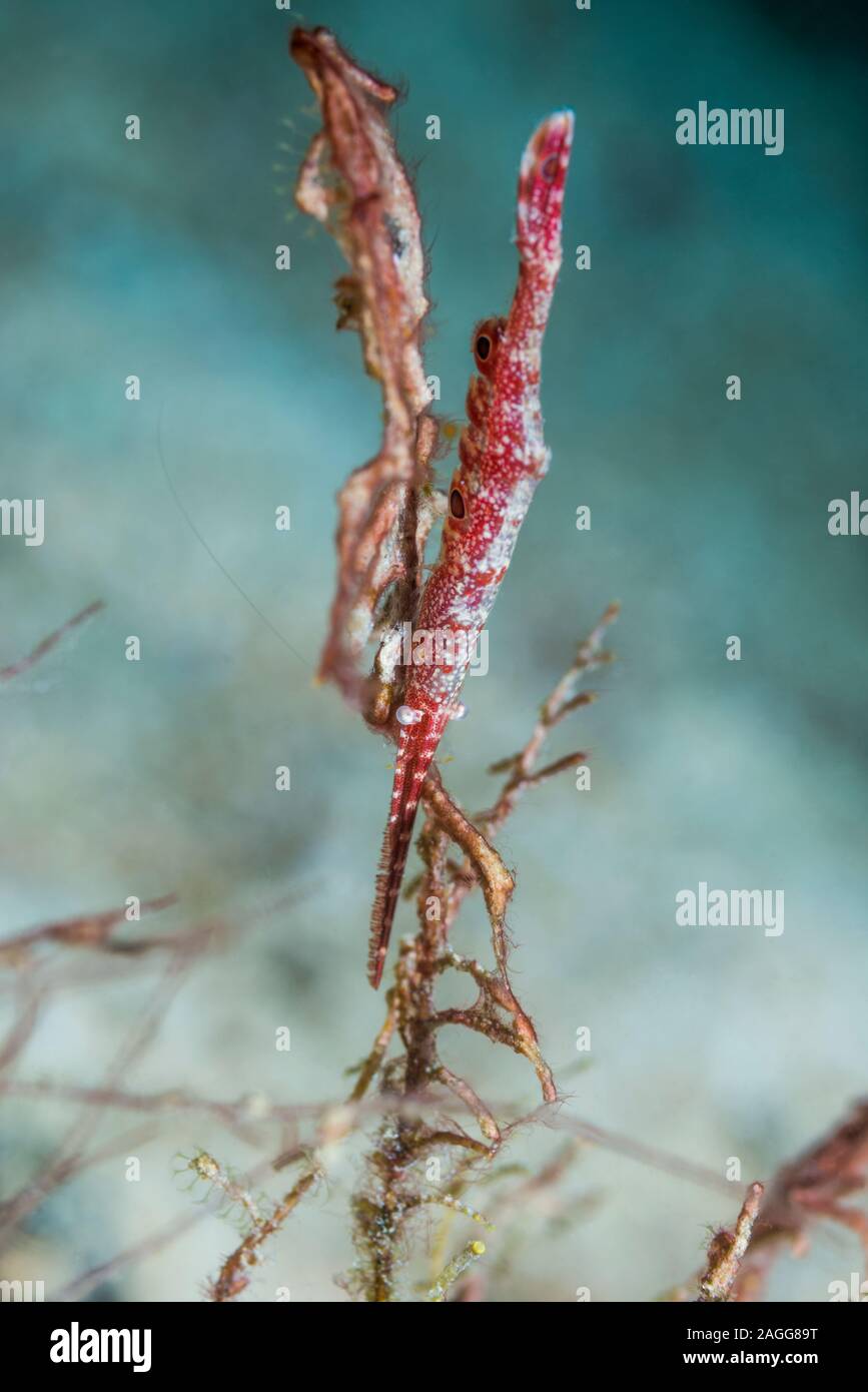 Broken back shrimp hi-res stock photography and images - Alamy