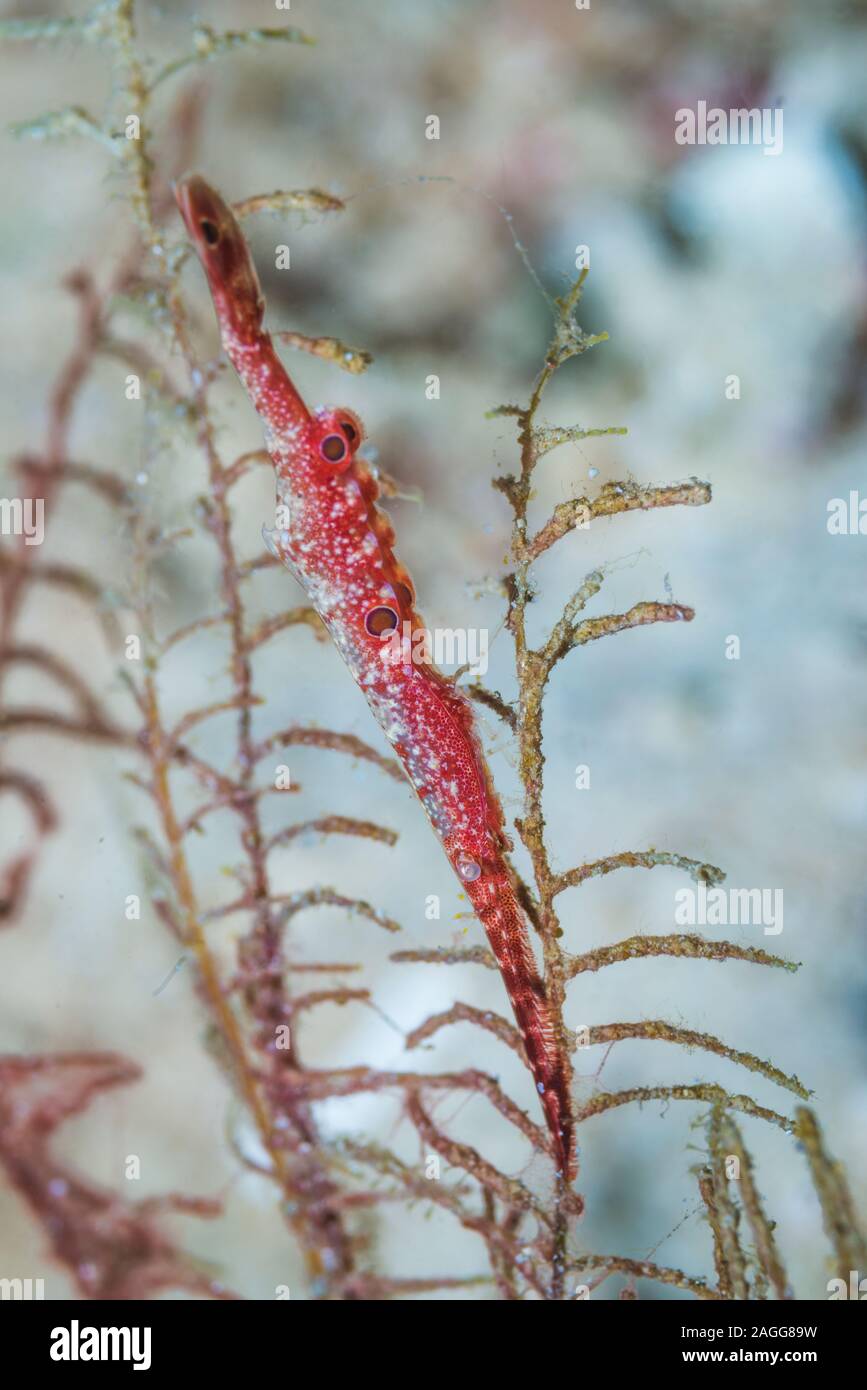 Broken back shrimp hi-res stock photography and images - Alamy