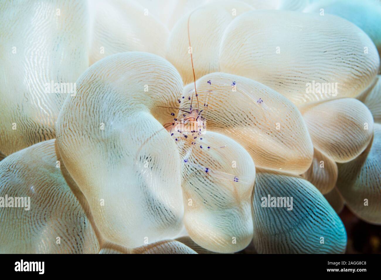 Bubble Coral Shrimp [Vir philippinensis], commensal with Bubble Coral ...