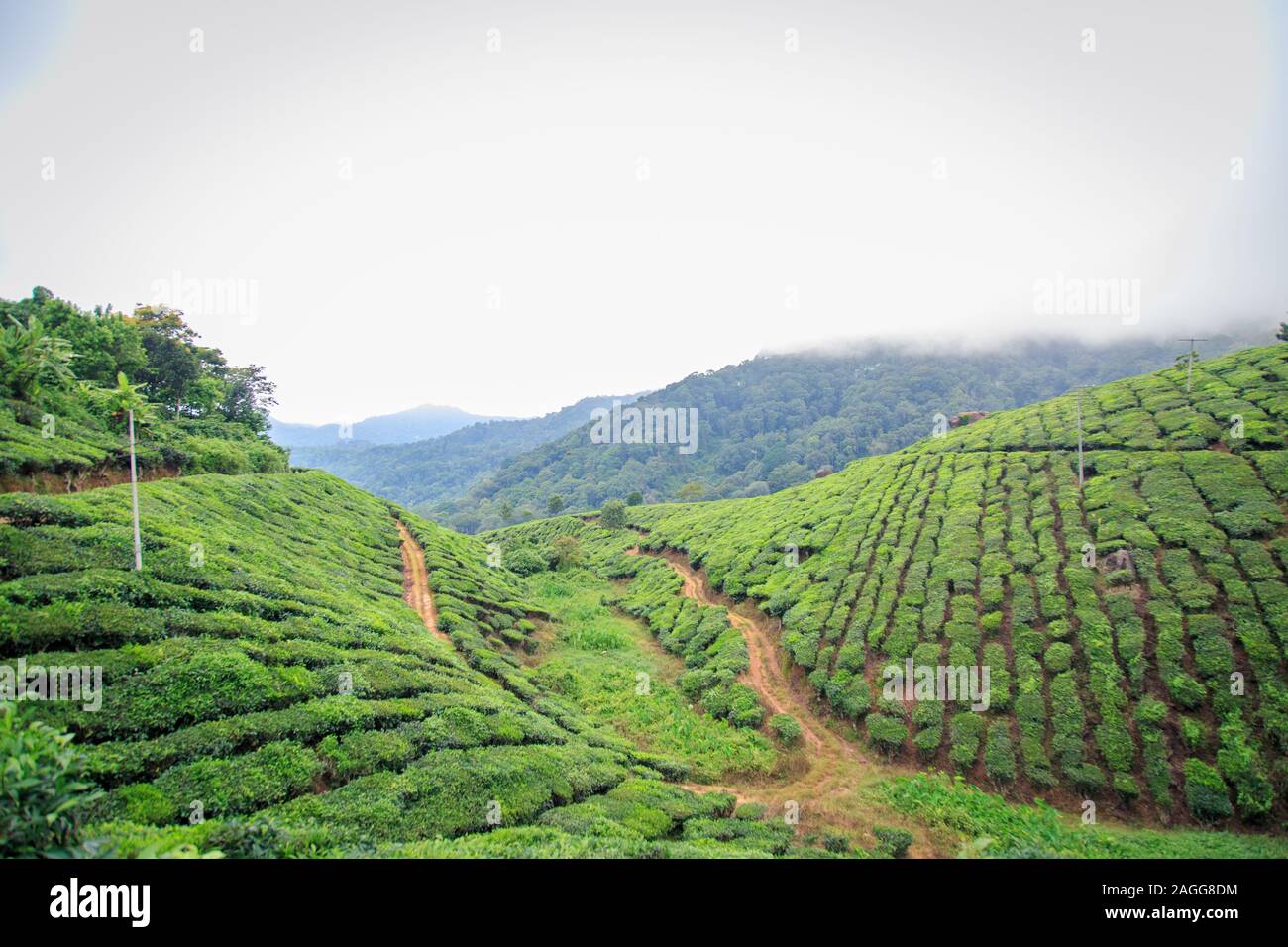 Coffee and tea plantations hi-res stock photography and images - Alamy