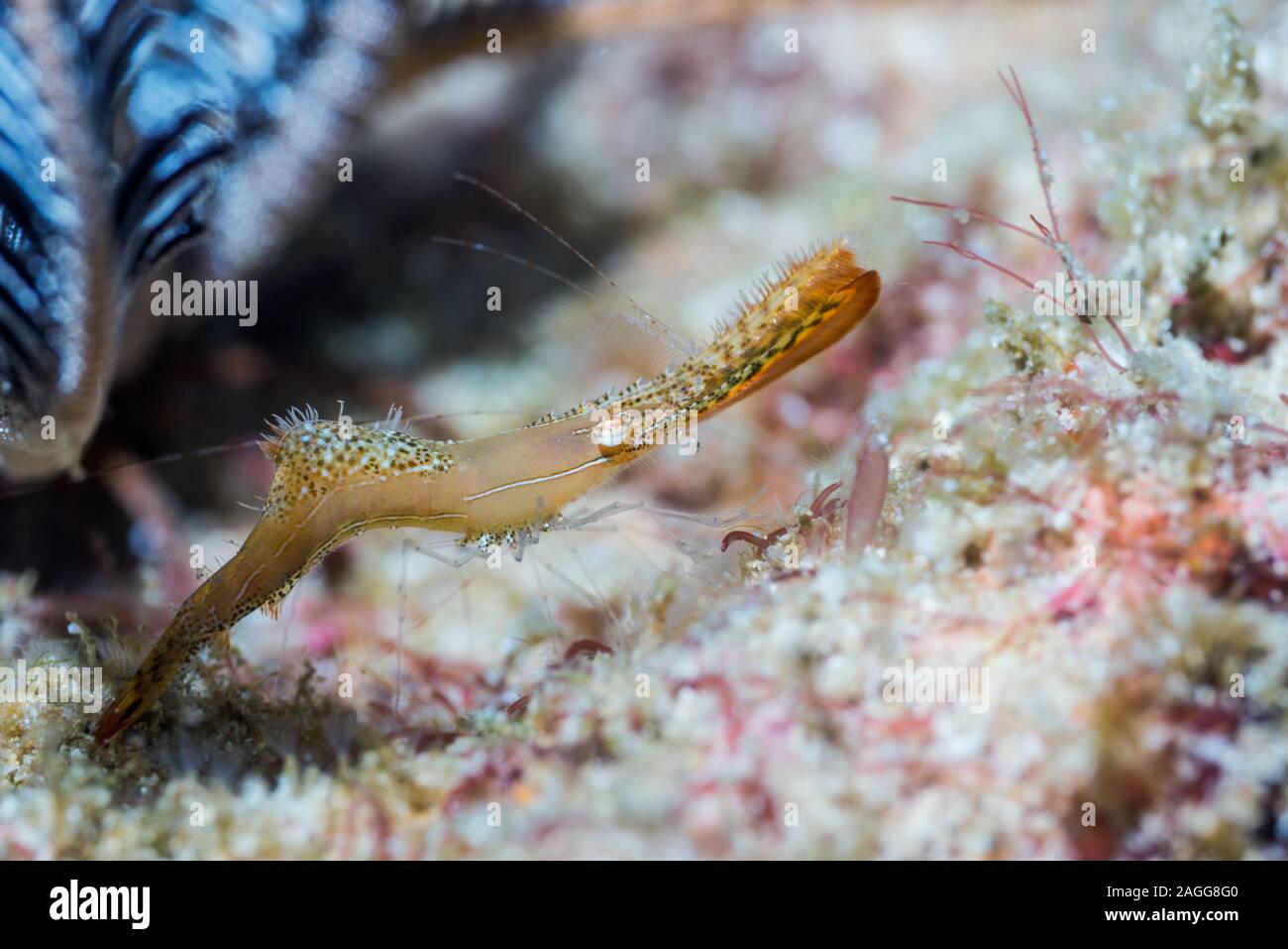 Donald Duck Shrimp or Long Nose Rock Shrimp [Leander plumosus]. West ...