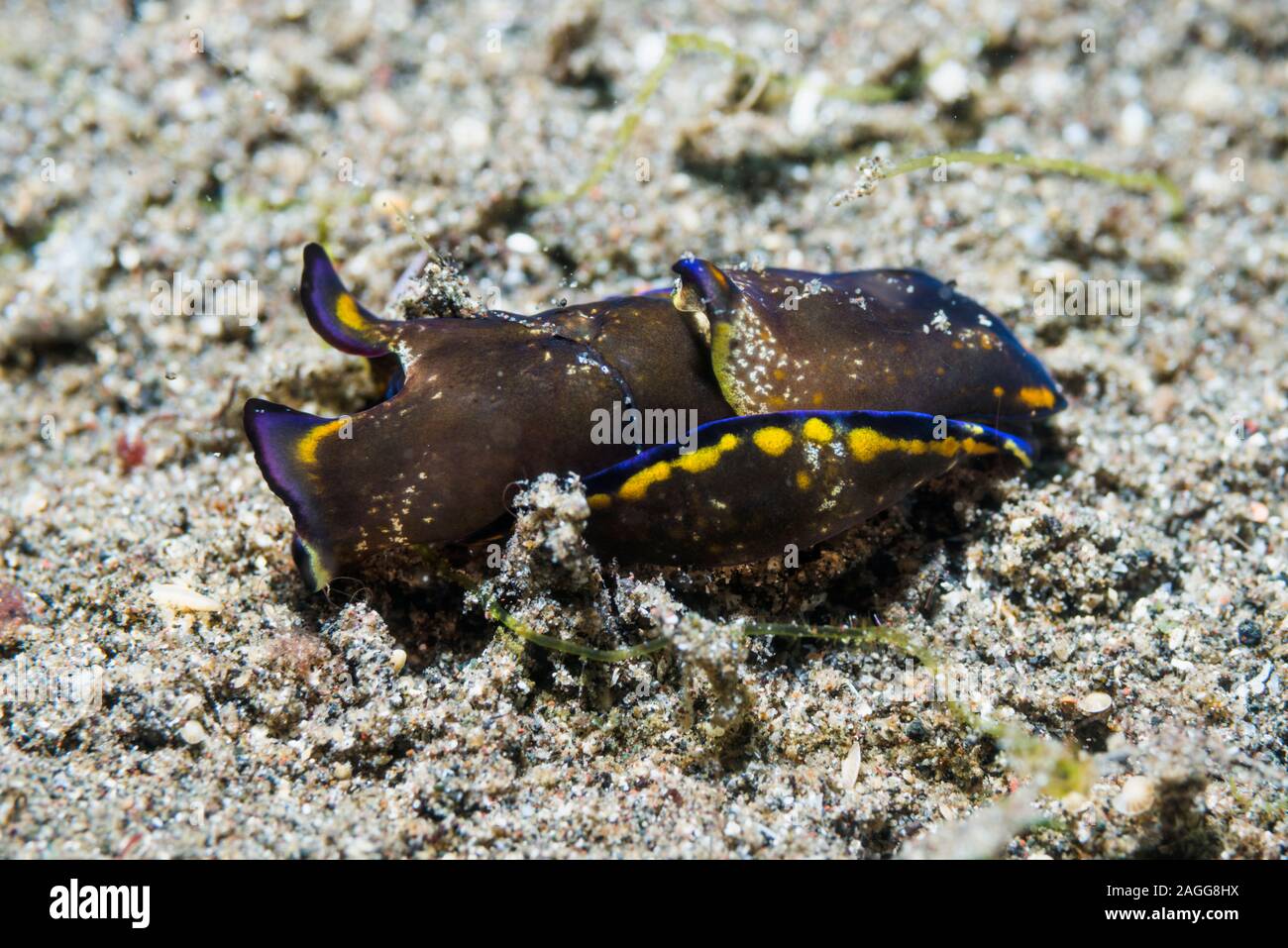 Showy headshield slug hi-res stock photography and images - Alamy
