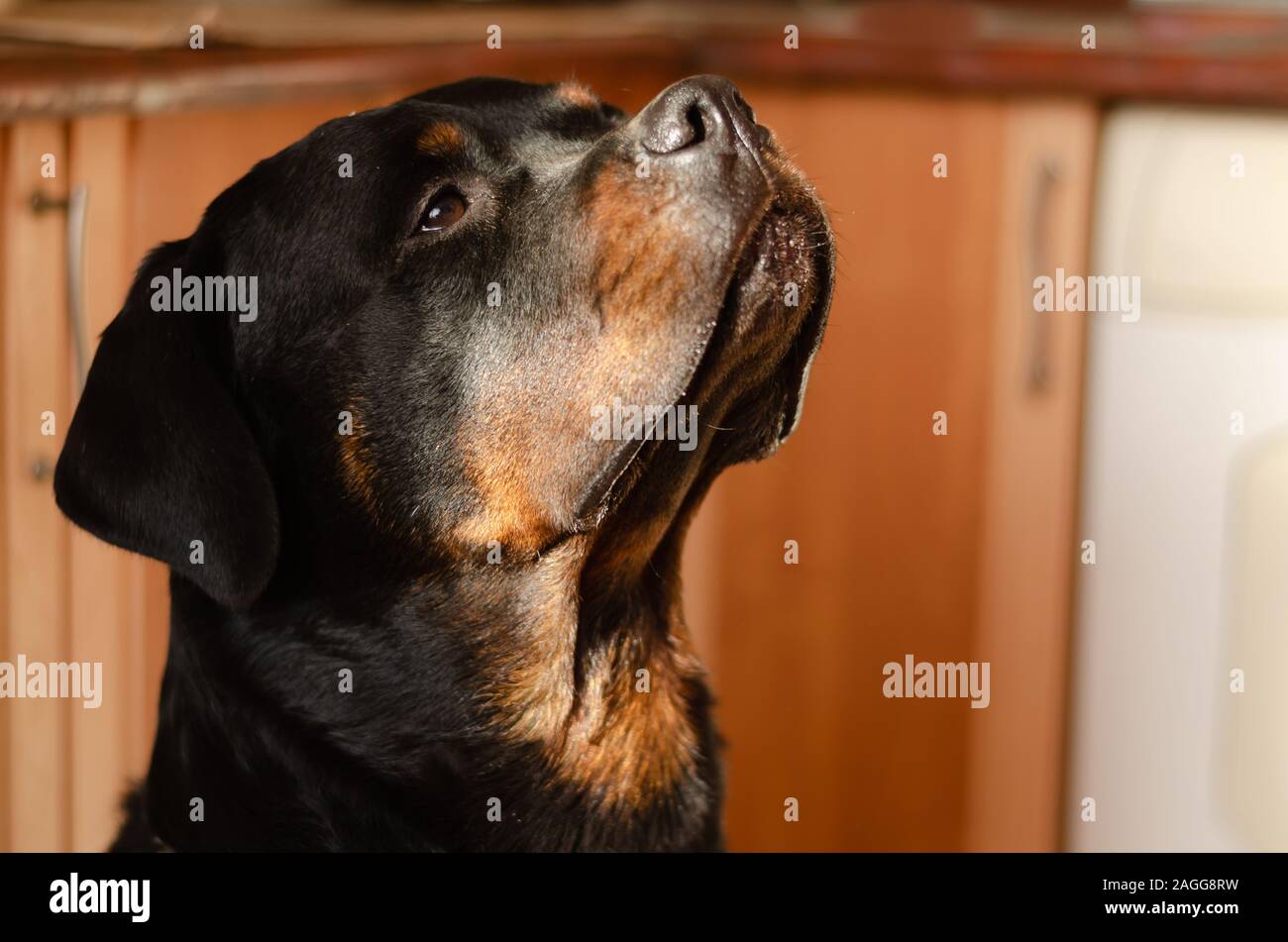 Male Rottweiler High Resolution Stock Photography and Images - Alamy