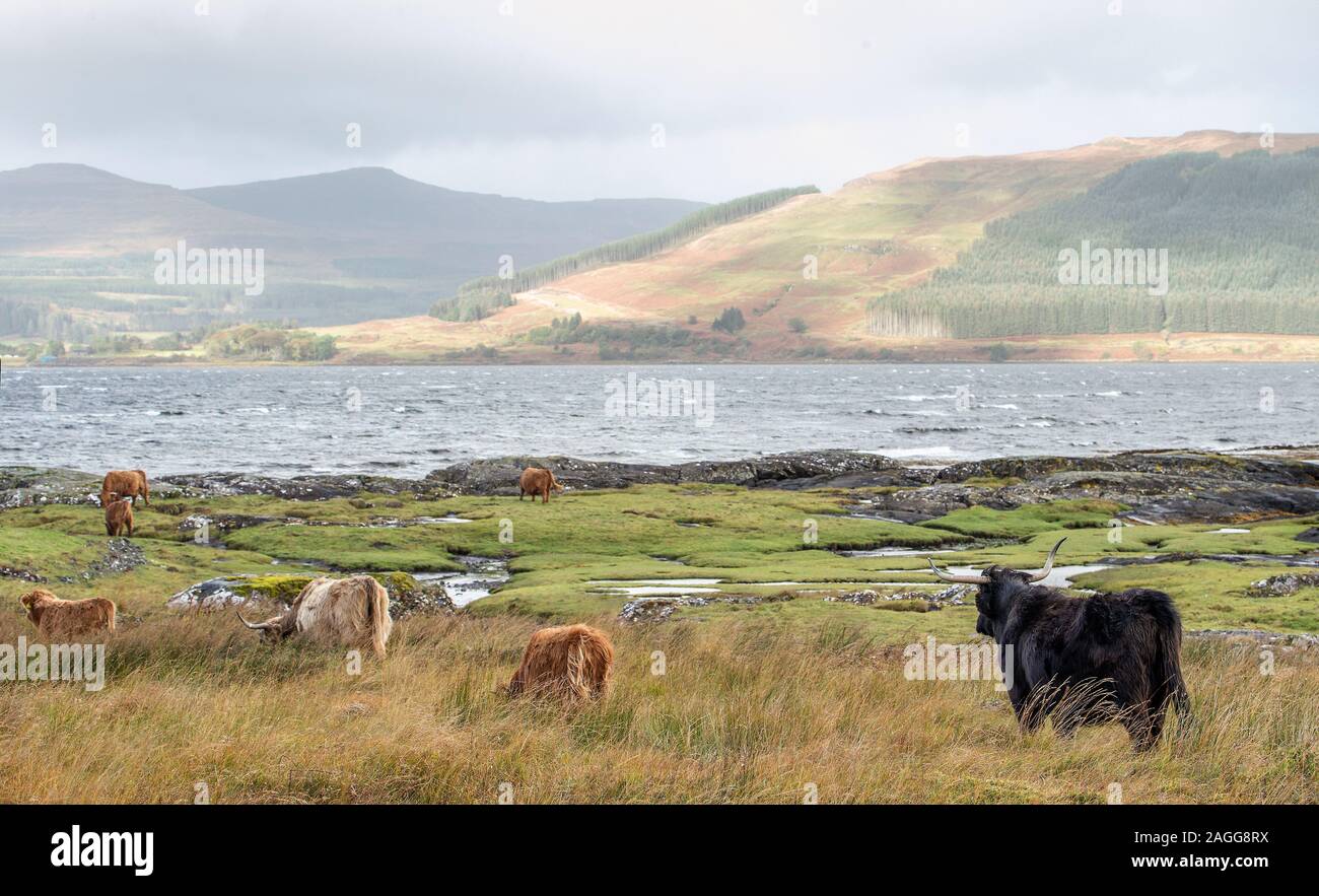 Black highland cow hi-res stock photography and images - Alamy