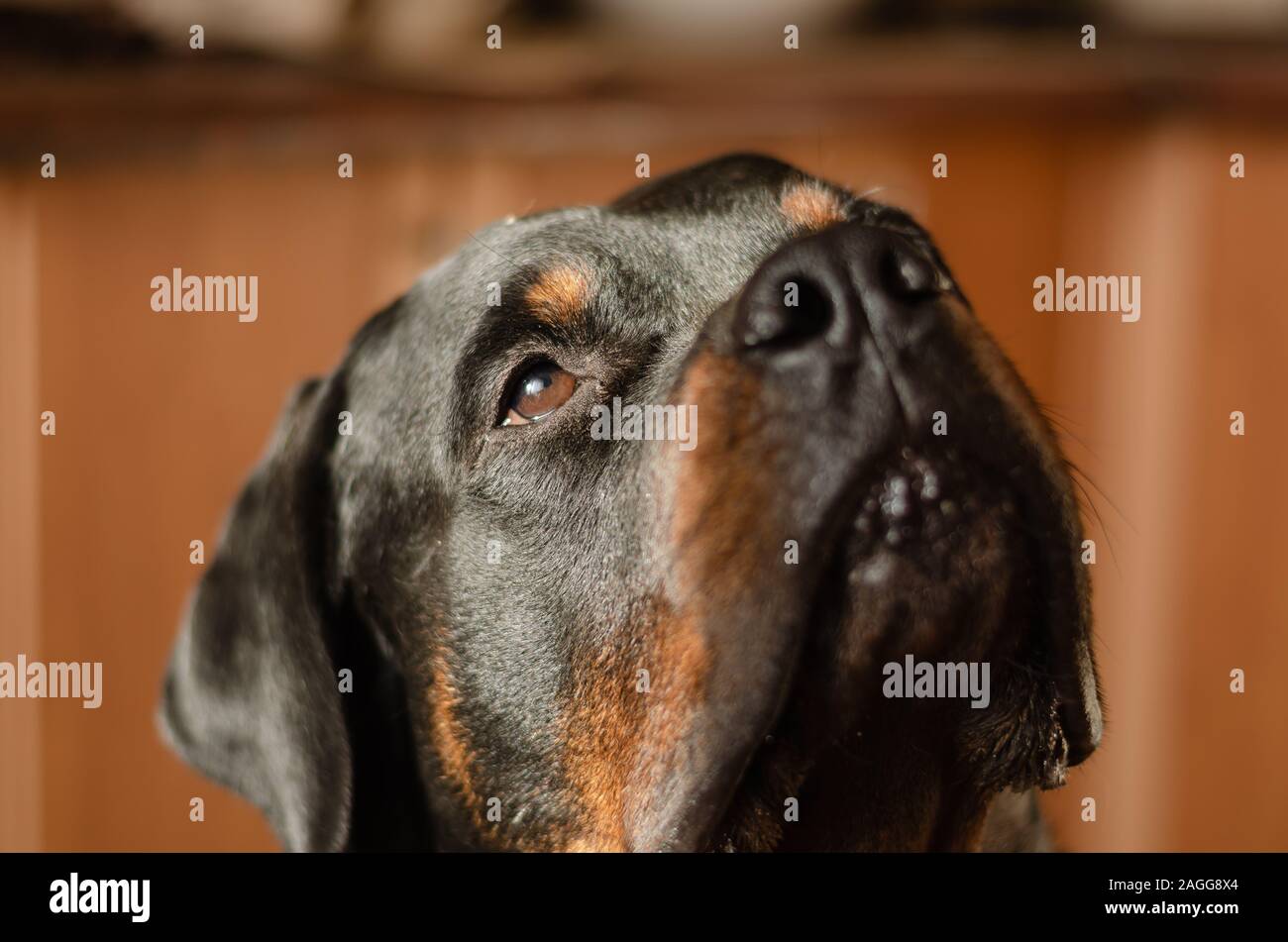 Close up rottweiler puppy hi-res stock photography and images - Alamy