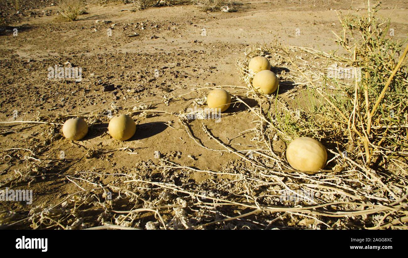 Bitter gourd plant hi-res stock photography and images - Alamy