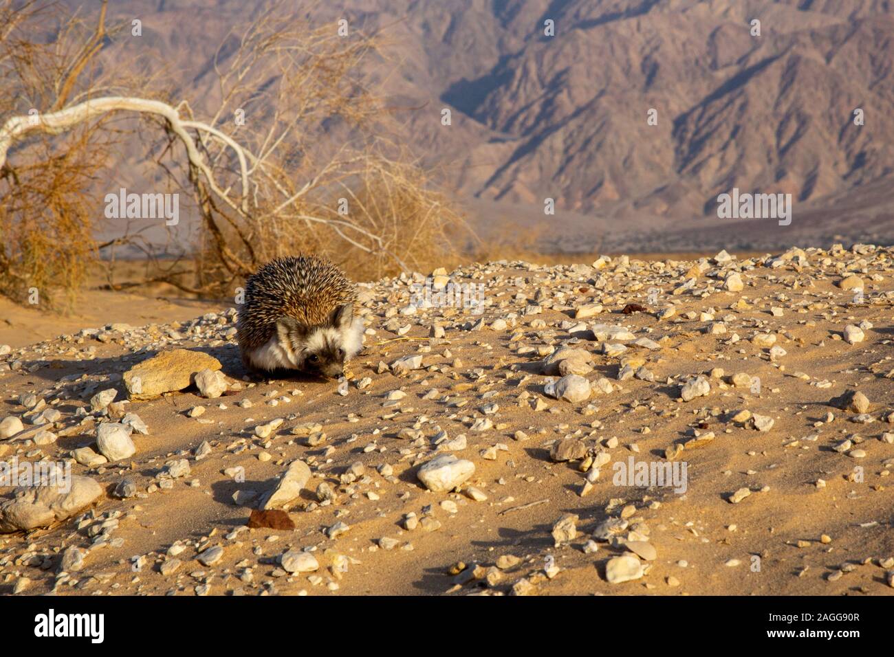 Desert Hedgehog or Ethiopian Hedgehog (Paraechinus aethiopicus ...