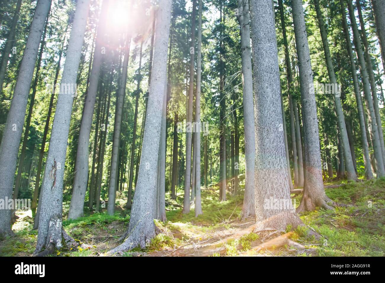 Forest landscape with trees and vegetation Stock Photo - Alamy