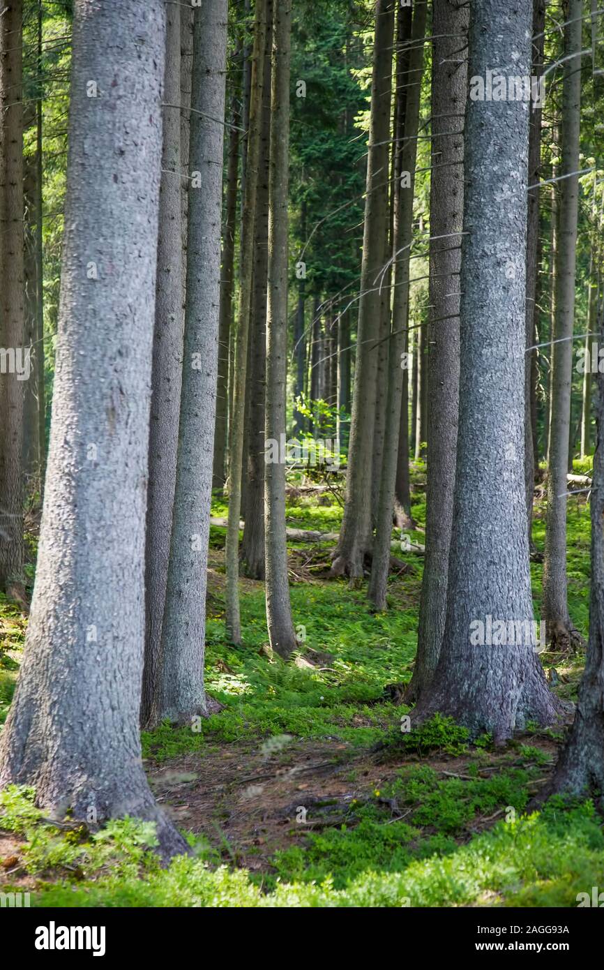 Forest path landscape with trees and vegetation Stock Photo - Alamy