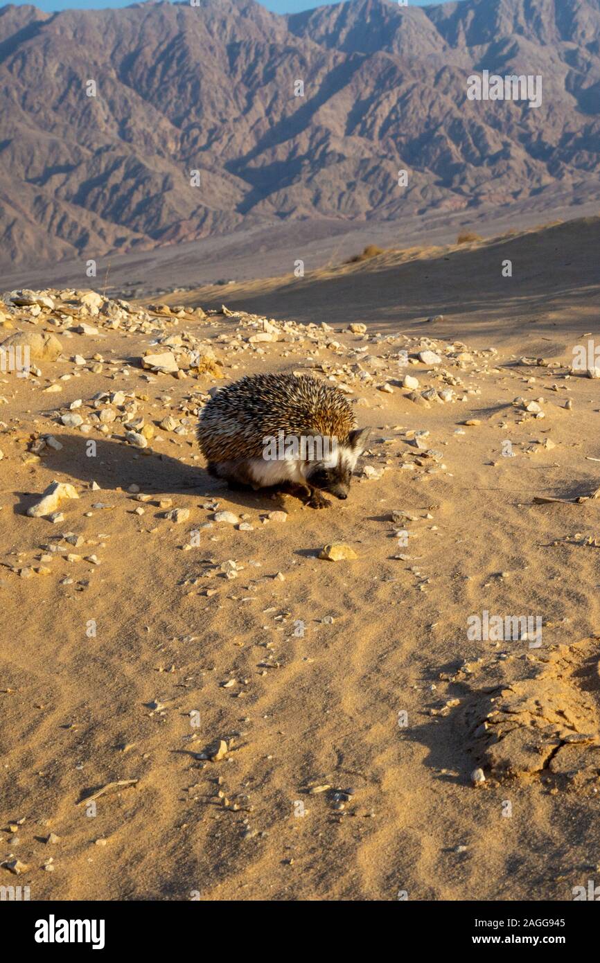 Desert Hedgehog or Ethiopian Hedgehog (Paraechinus aethiopicus ...